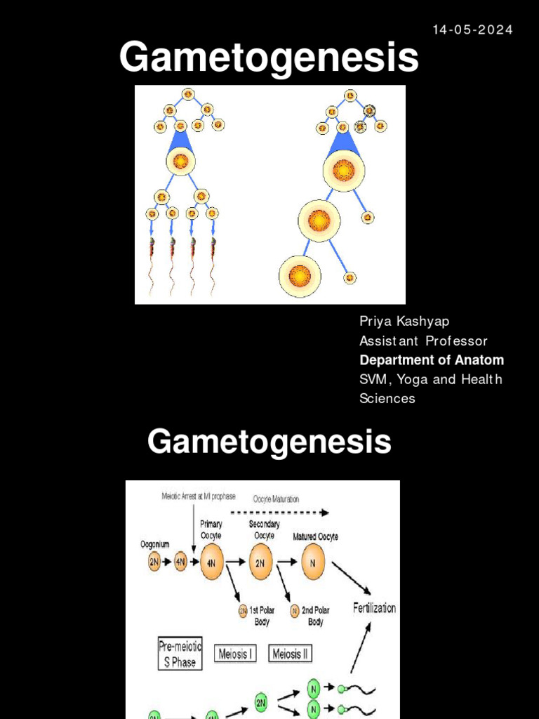Game to Genesis | PDF | Anatomy | Reproduction