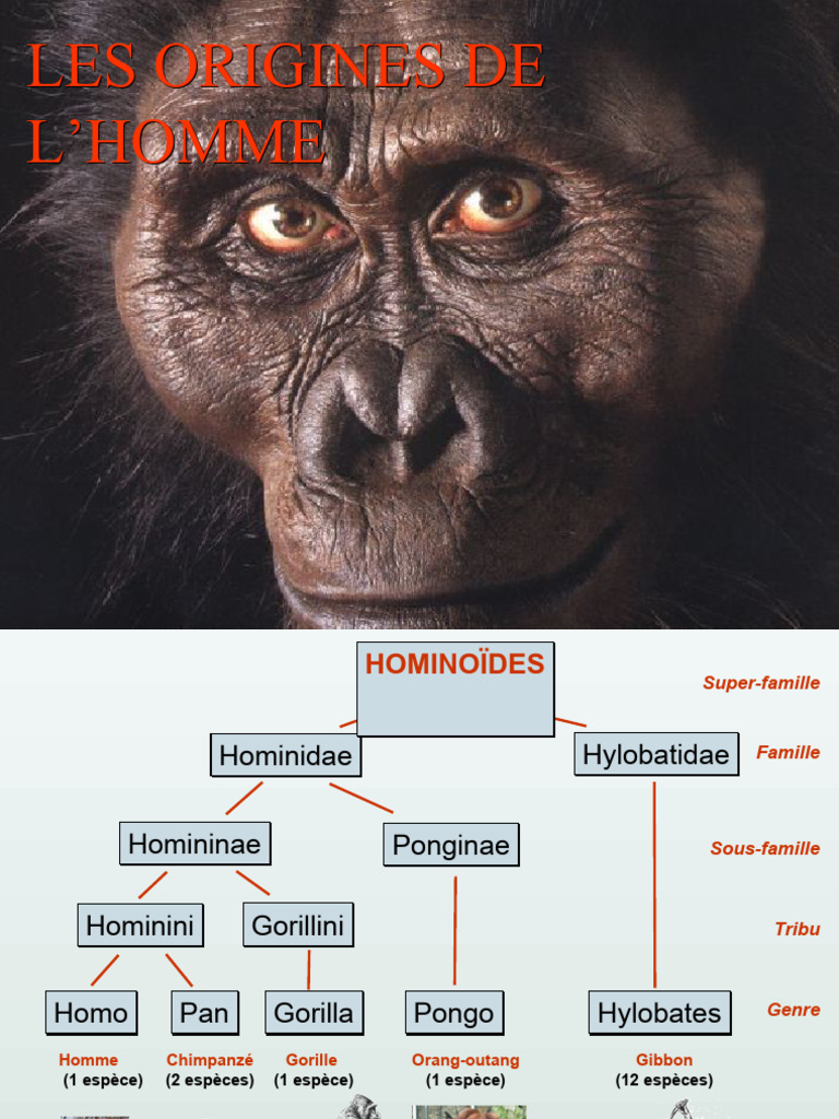 Origines et évolution de l'homme | PDF | Lucy (australopithèque ...