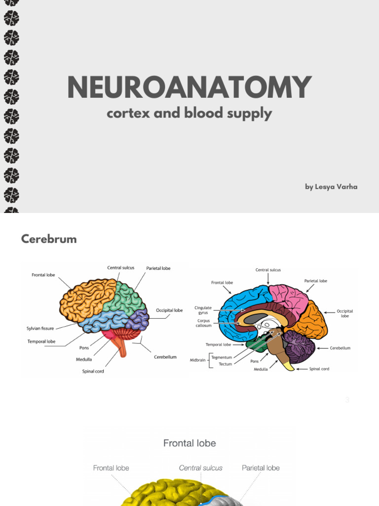 Neuroanatomy | PDF