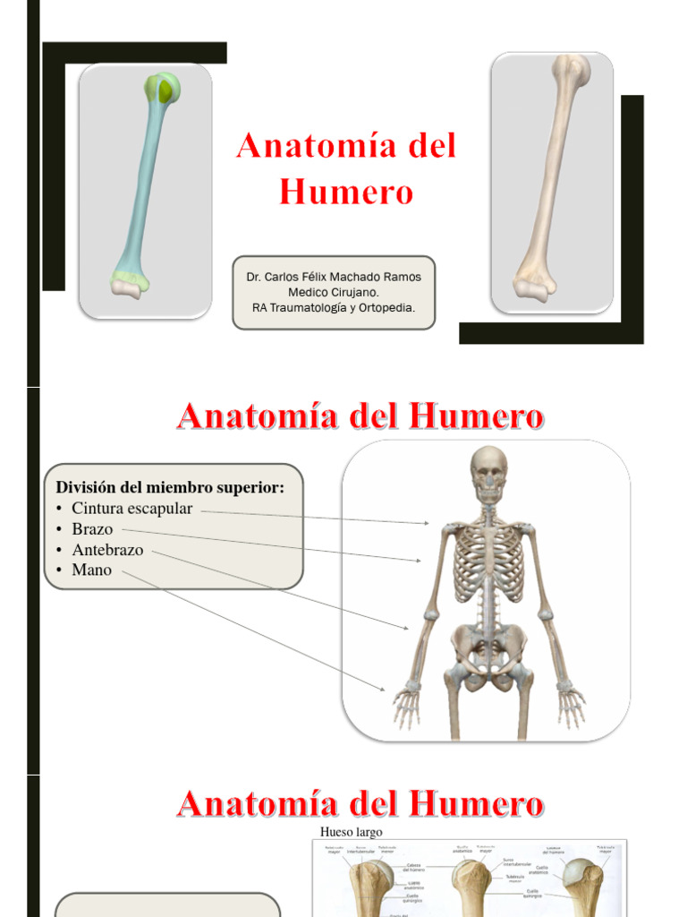 Anatomia Del Humero | PDF