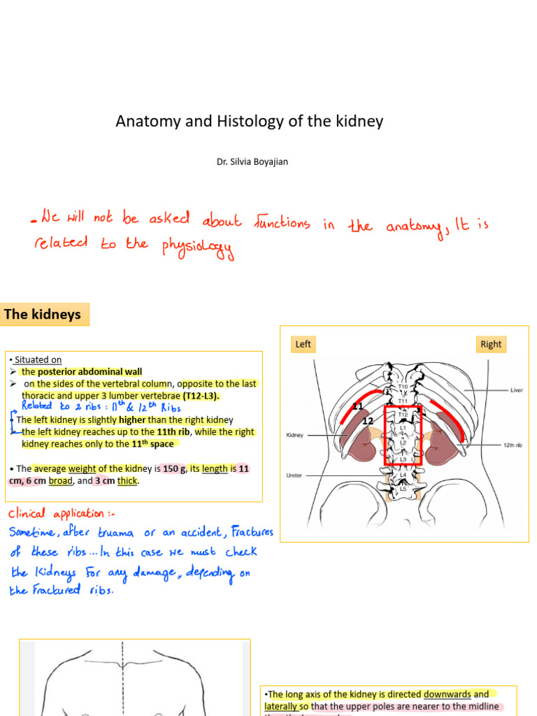 1 Kidney | Download Free PDF | Kidney | Urinary System