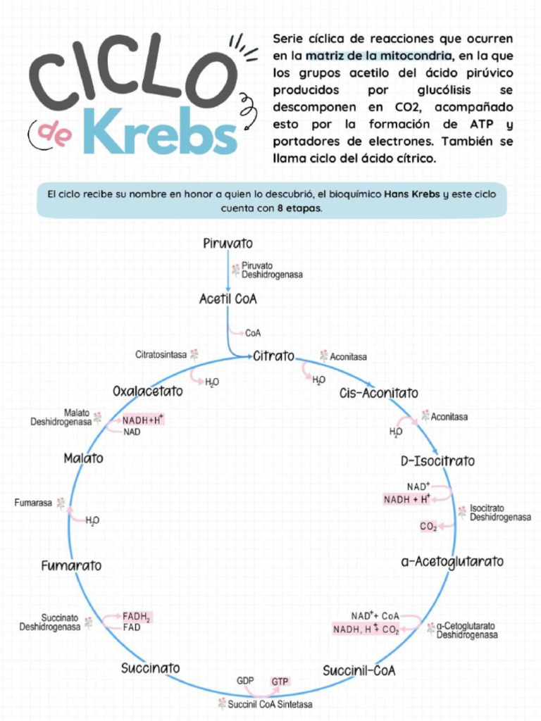 Ciclo de Krebs | PDF