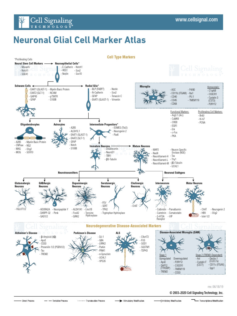 Neuronal Markers | PDF | Cell Biology | Nutrients