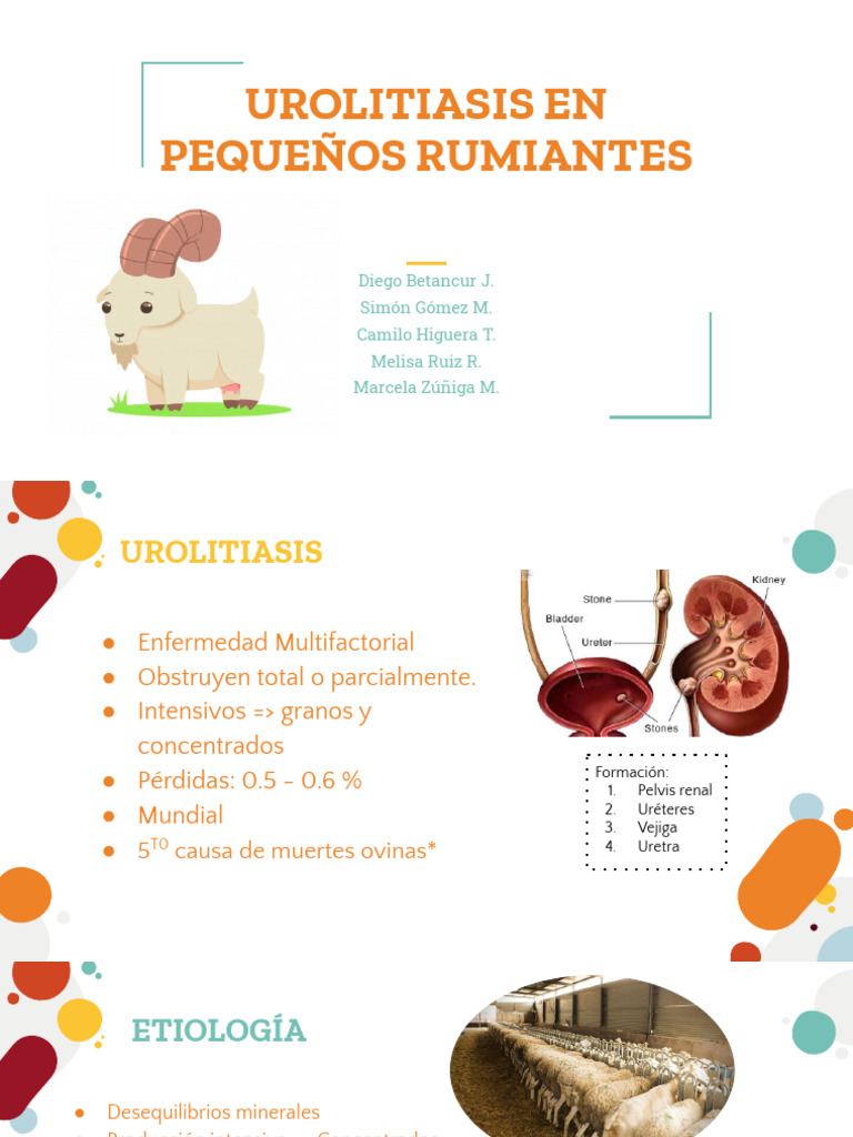 Urolitiasis Timpanismo Ruminal Acidosis Ruminal Alcalosis Ruminal | PDF ...