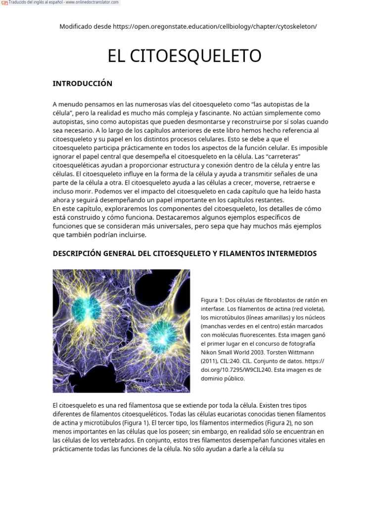 Estructura y Función del Citoesqueleto | PDF | Microtúbulos | Actina