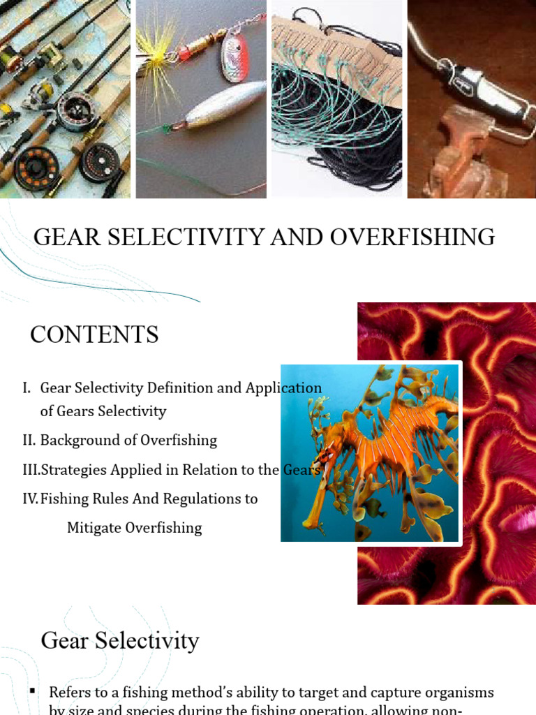 F204, Group 7, Gear Selectivity and Overfishing | PDF | Overfishing | Fish And Humans