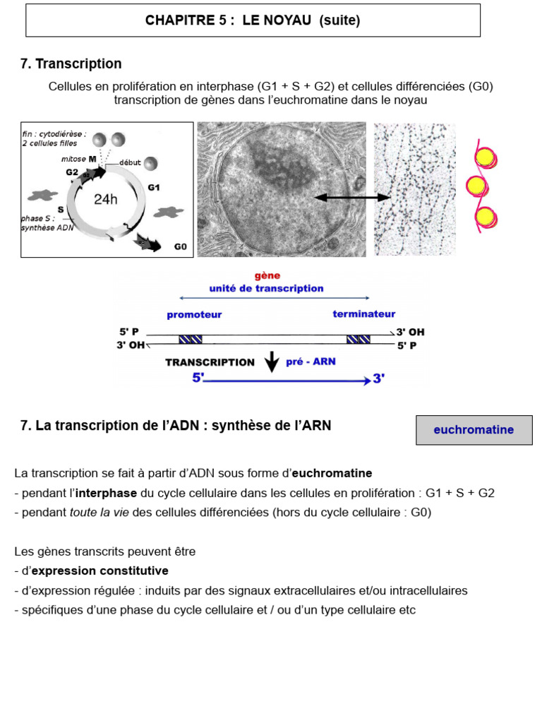 INSS1 Cours5 (Suite) | PDF | Acide ribonucléique messager | Répertoire ...