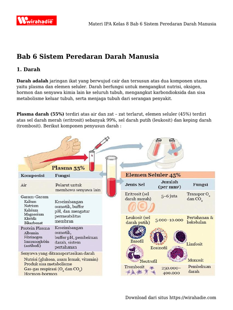Materi IPA Kelas 8 Bab 6 Sistem Peredaran Darah Manusia | PDF