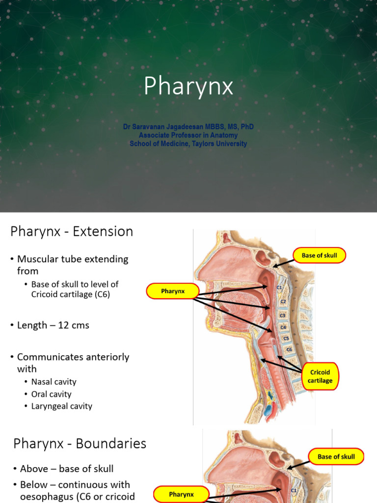 SVN - Pharynx - 240505 - 104745 | Download Free PDF | Larynx | Respiratory System