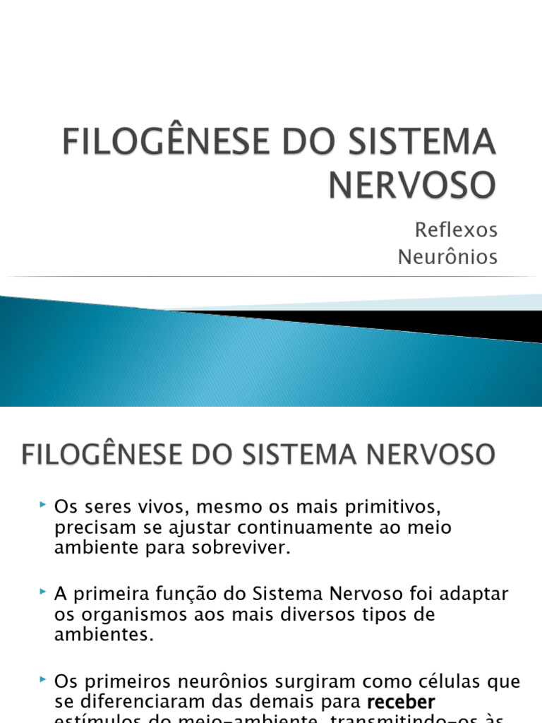Filogenese Do Sistema Nervoso1 | PDF | Neurônio | Sistema nervoso central