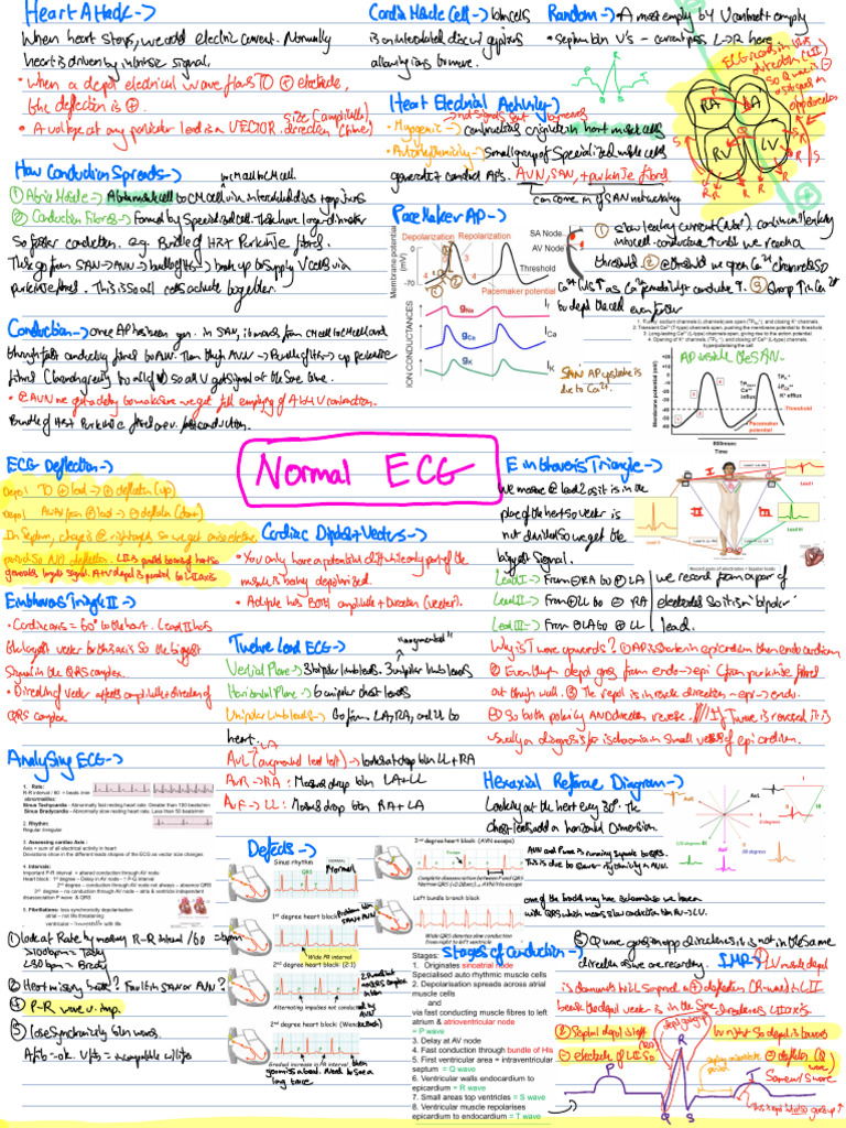 Normal ECG | PDF | Cardiology | Cardiovascular Physiology