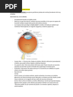 Anatomía de la Vía Visual Humana | PDF | Percepción visual | Corteza visual