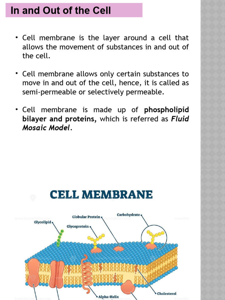 Ch. 1 - in and Out of The Cell | PDF | Osmosis | Cell Membrane