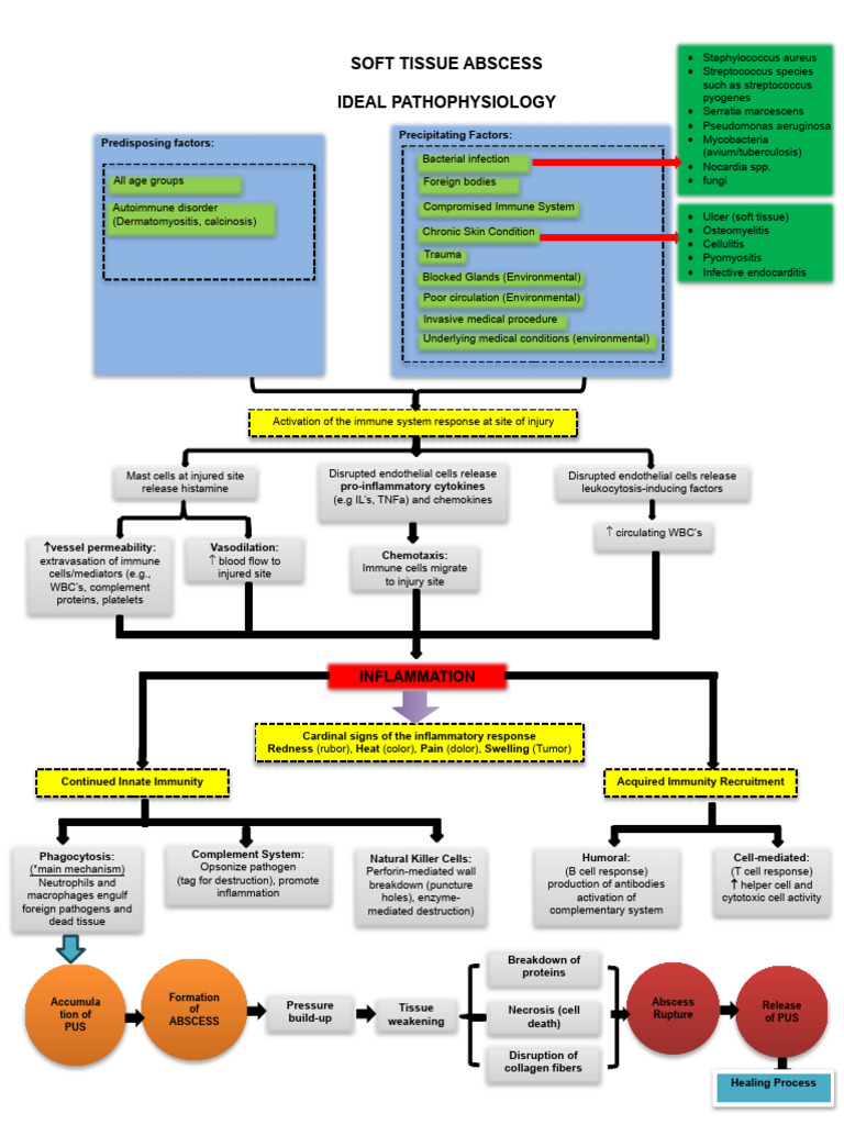IDEAL PATHOPHYSIOLOGY final 2 | PDF | Inflammation | Immune System