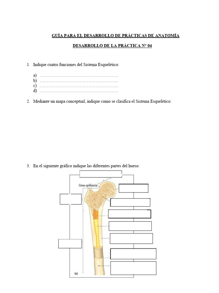 Guia De Anatomía Sesión 4 Sistema óseo Y Articular Pdf Hueso