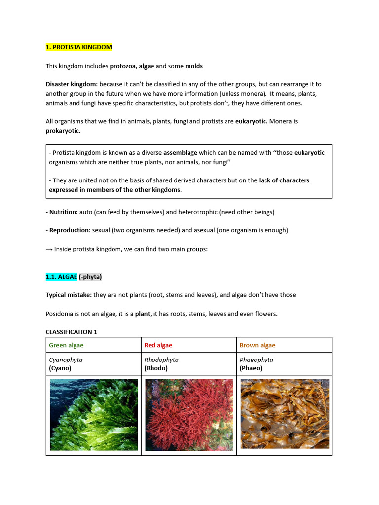 Green Algae: Cyanophyta Rhodophyta Phaeophyta | PDF | Fungus | Algae