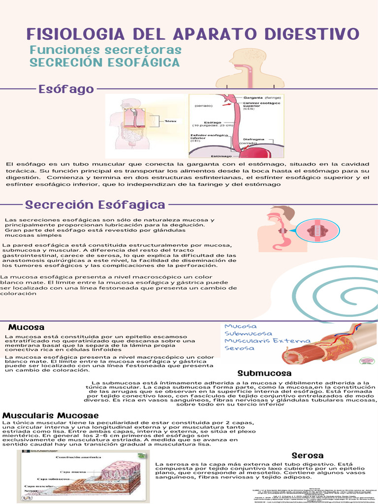 Infoesofago | PDF | Esófago | Membrana mucosa