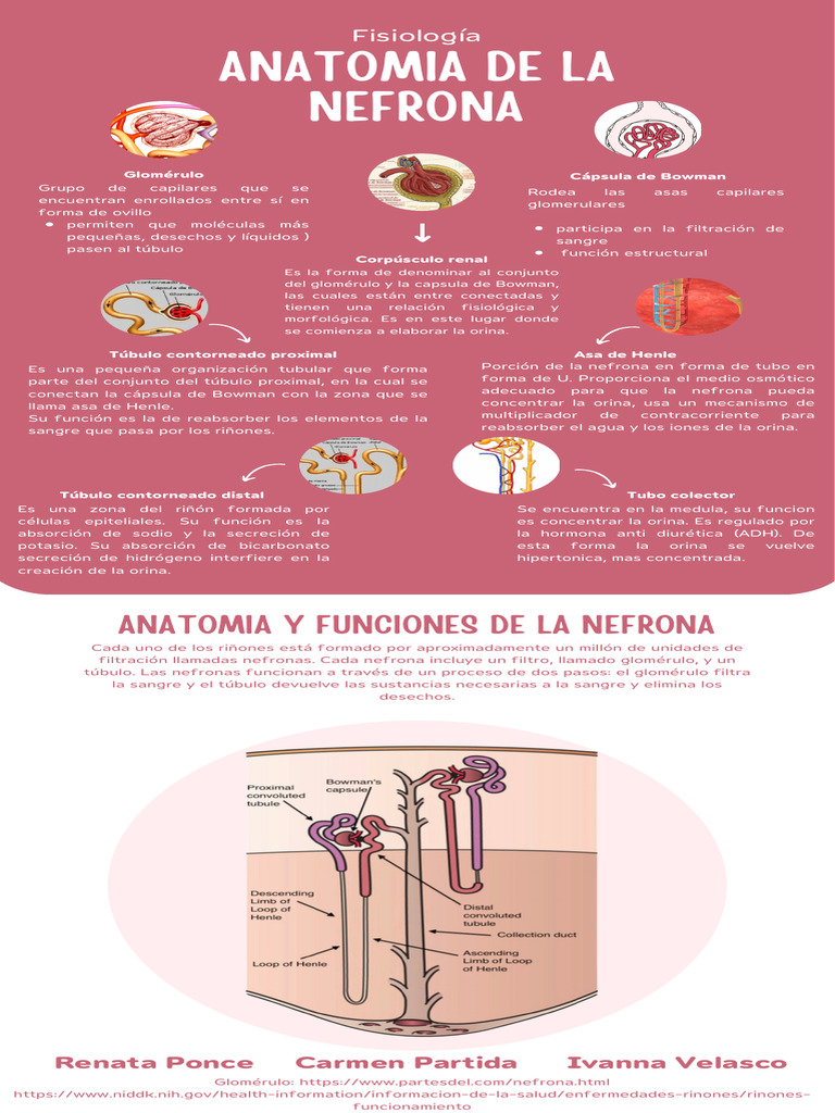 Anatomía y Función del Túbulo Contorneado Distal | PDF | Riñón ...