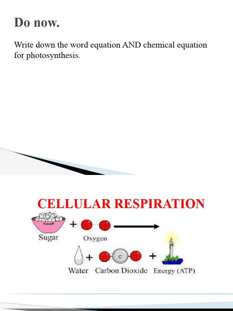 CELLULAR RESPIRATION | PDF | Cellular Respiration | Fermentation