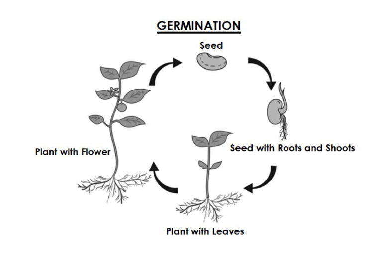 Germination | PDF
