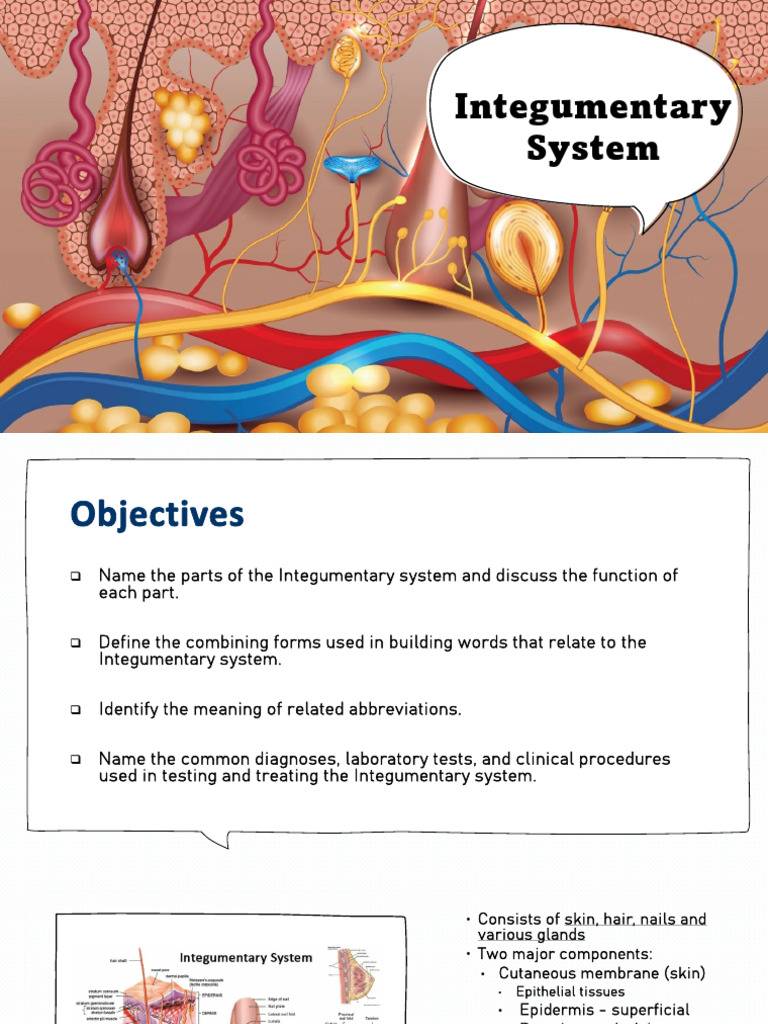 Integumentary-System | PDF | Integumentary System | Skin