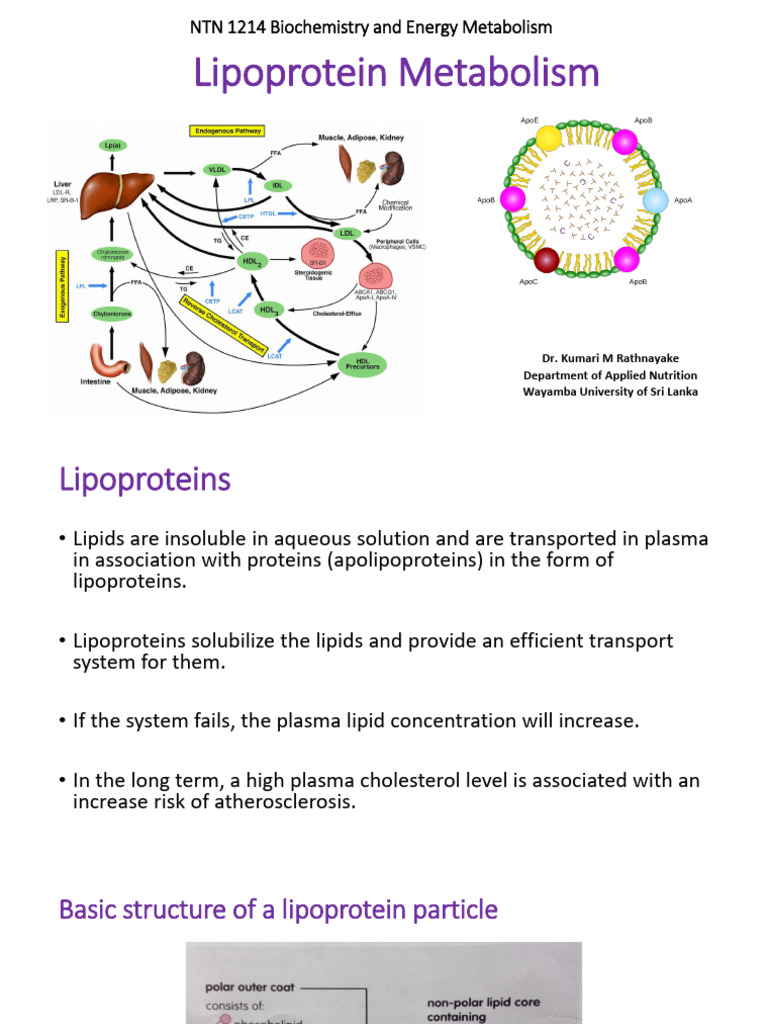 Lipid Transporters | PDF | Lipoprotein | Cholesterol