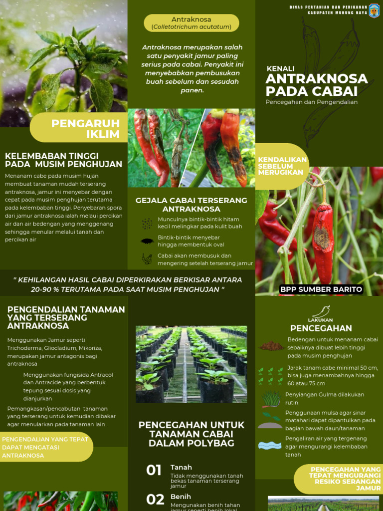 Leaflet Antraknosa | PDF