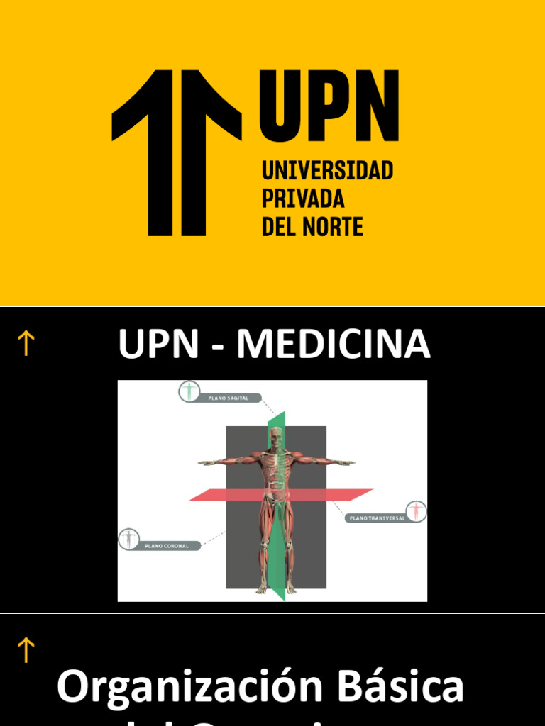 Términos y Planos Anatómicos Básicos | PDF | Términos anatómicos de ...