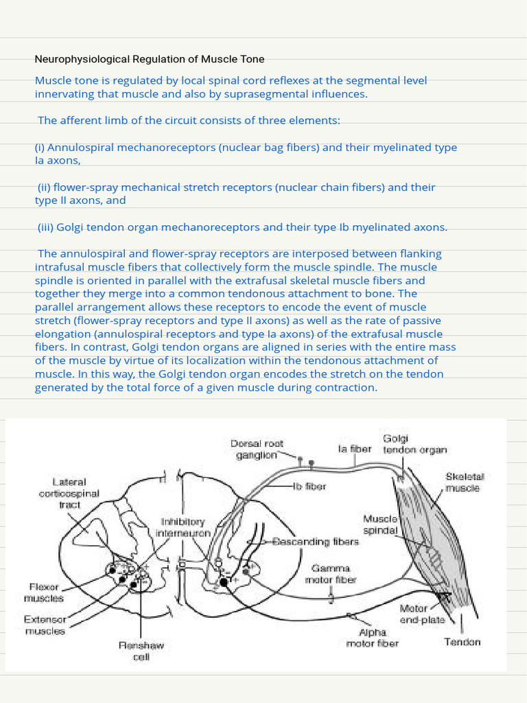 Muscle Tone | PDF | Axon | Motor Neuron