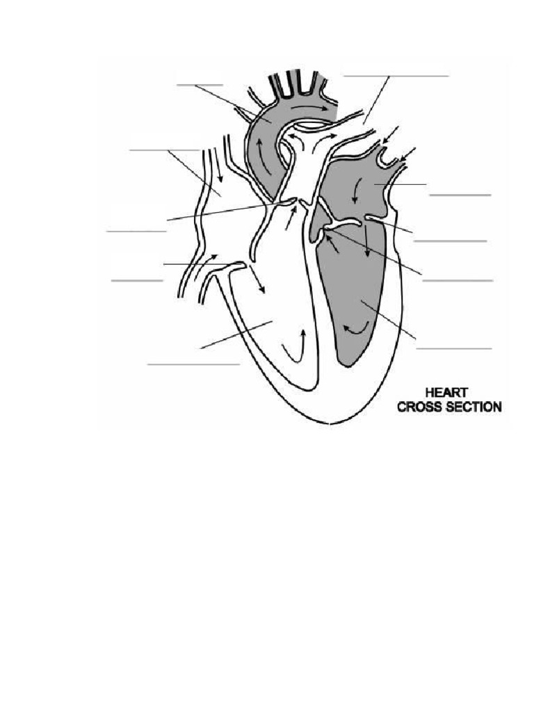 Heart Diagram | PDF