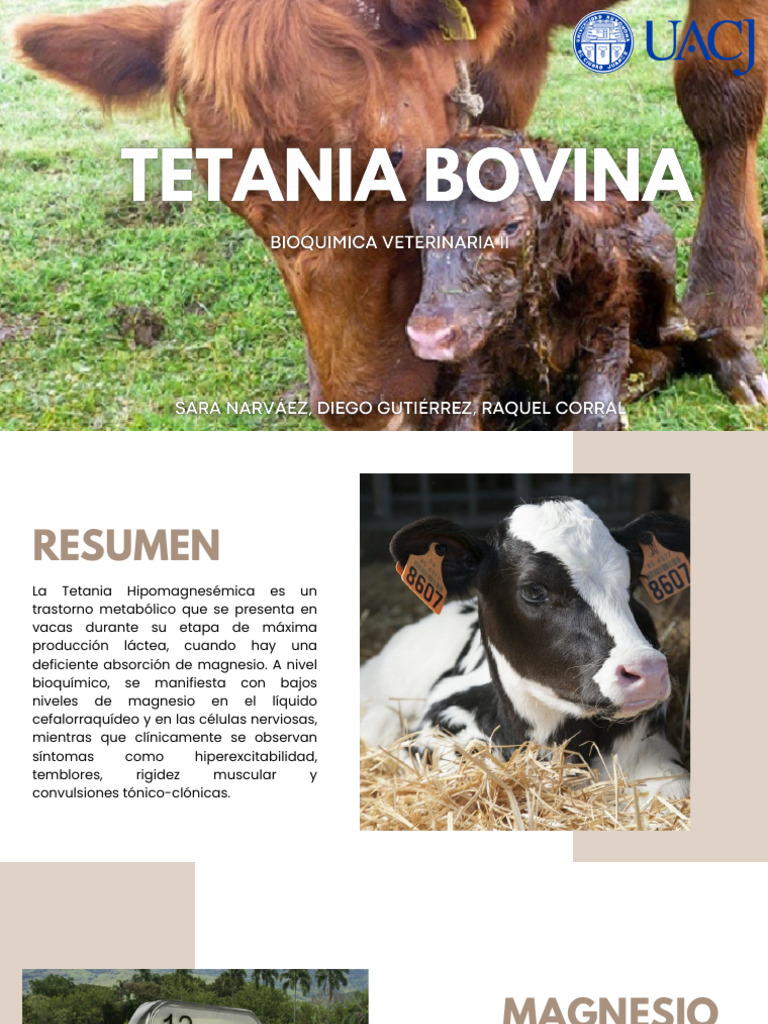 Tetania Hipomagnesémica en Vacas | PDF | Magnesio | Pasto