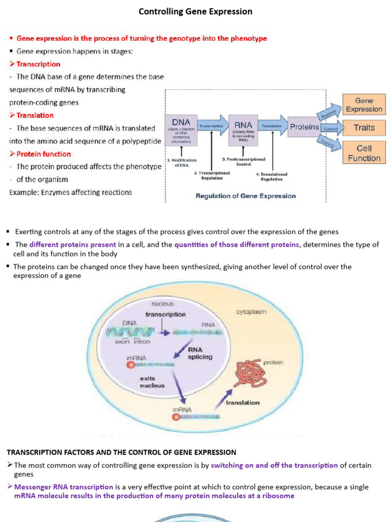 Controlling Gene Expression | PDF | Gene Expression | Gene