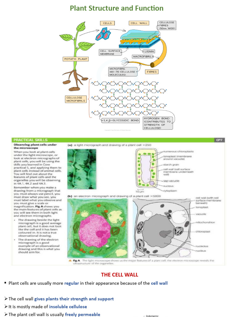 Plant Structure and Function | PDF | Plant Stem | Cell Wall