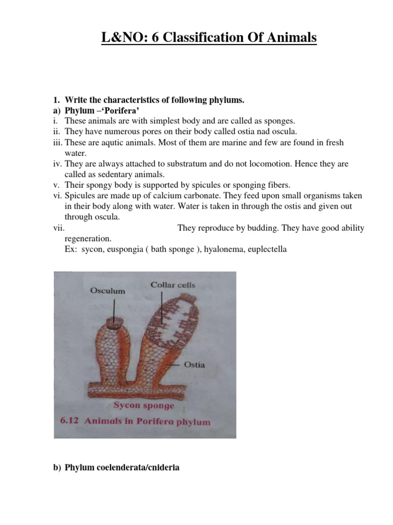 6 Classification Of Animals | PDF | Sponge | Zoology