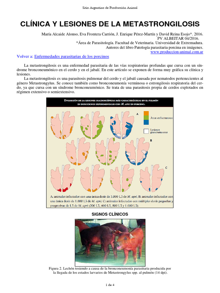 24 Metastrongilosis | Descargar gratis PDF | Especialidades Medicas | Enfermedades y trastornos