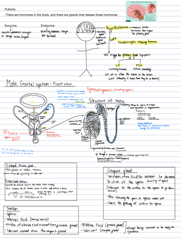 Male Reproductive Systems | PDF | Sexual Anatomy | Reproductive System