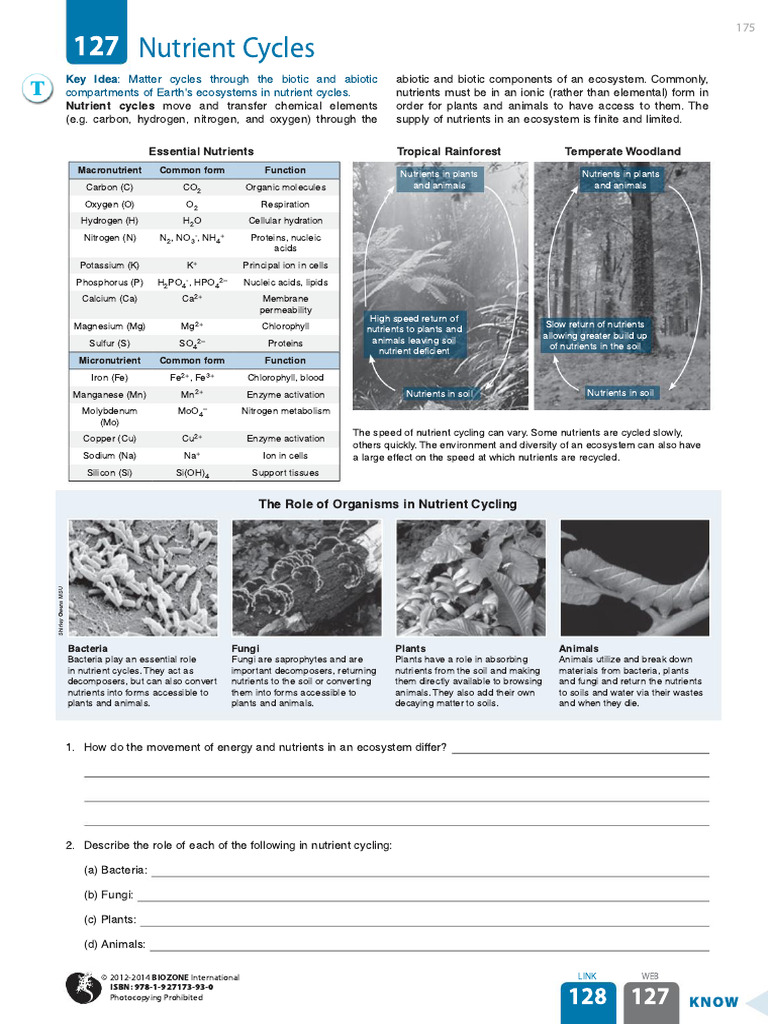 127 Nutrient Cycles | PDF | Nutrients | Ecosystem