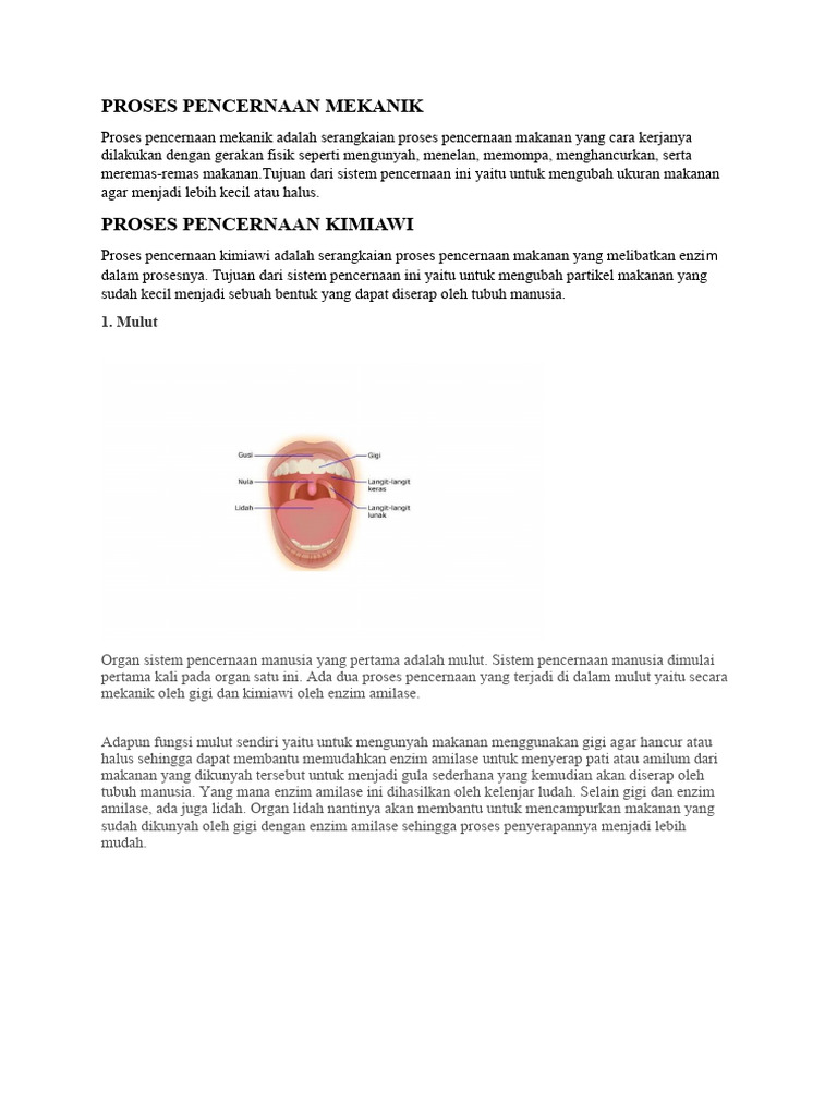Proses Pencernaan Mekanik | PDF