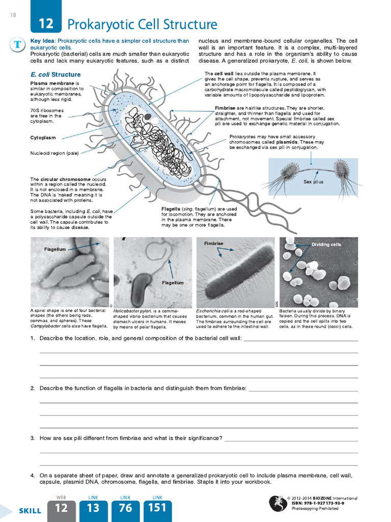 Prokaryotic Cell Structure Guide | PDF | Cell (Biology) | Bacteria