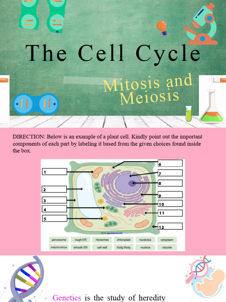 The Cell Cycle 1 | PDF | Meiosis | Chromosome