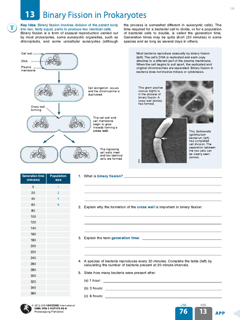 Binary Fission in Prokaryotes Explained | PDF | Cell (Biology) | Bacteria
