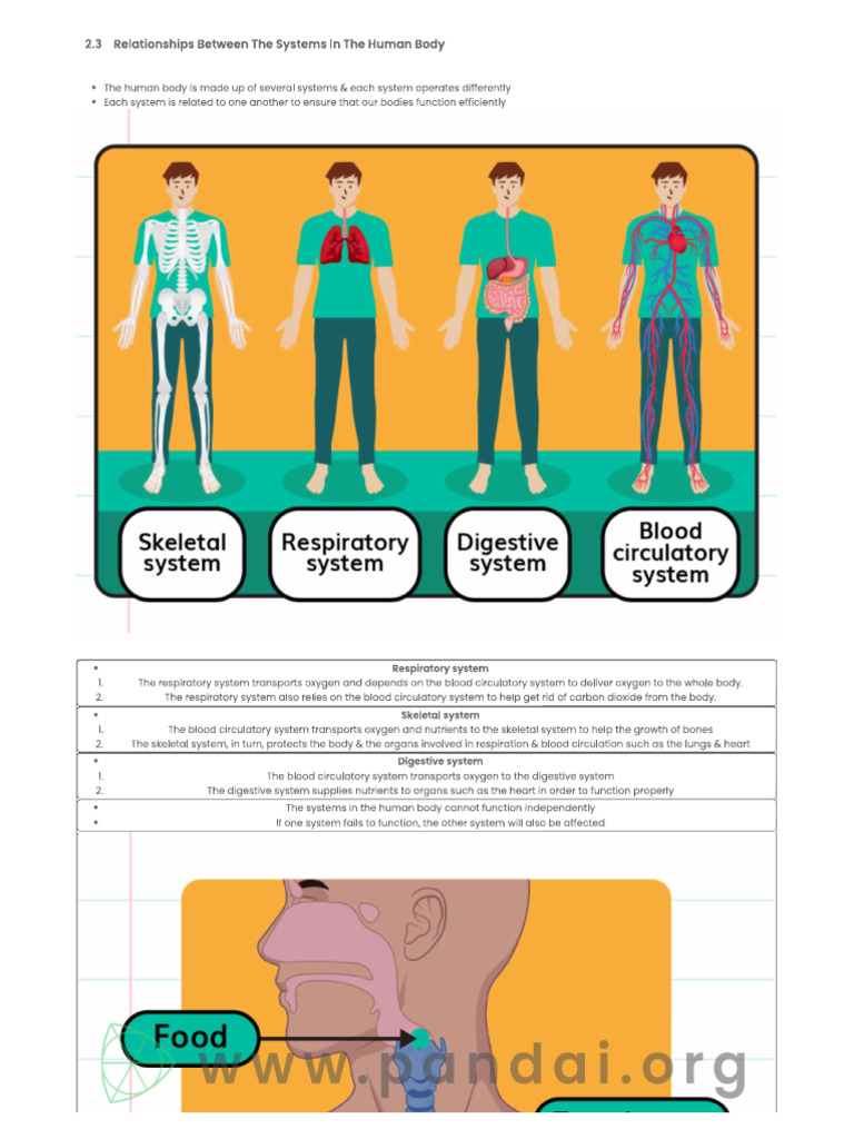 CHAPTER 3 Science Year 5 | PDF