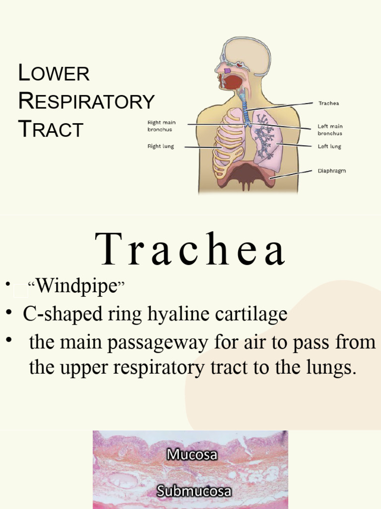 Anatomy of the Lower Respiratory Tract | PDF | Art