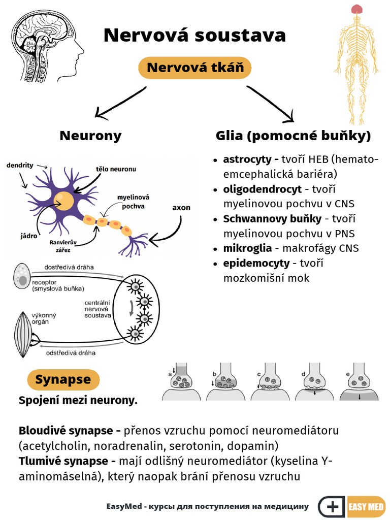 Nervová Soustava EasyMed | PDF