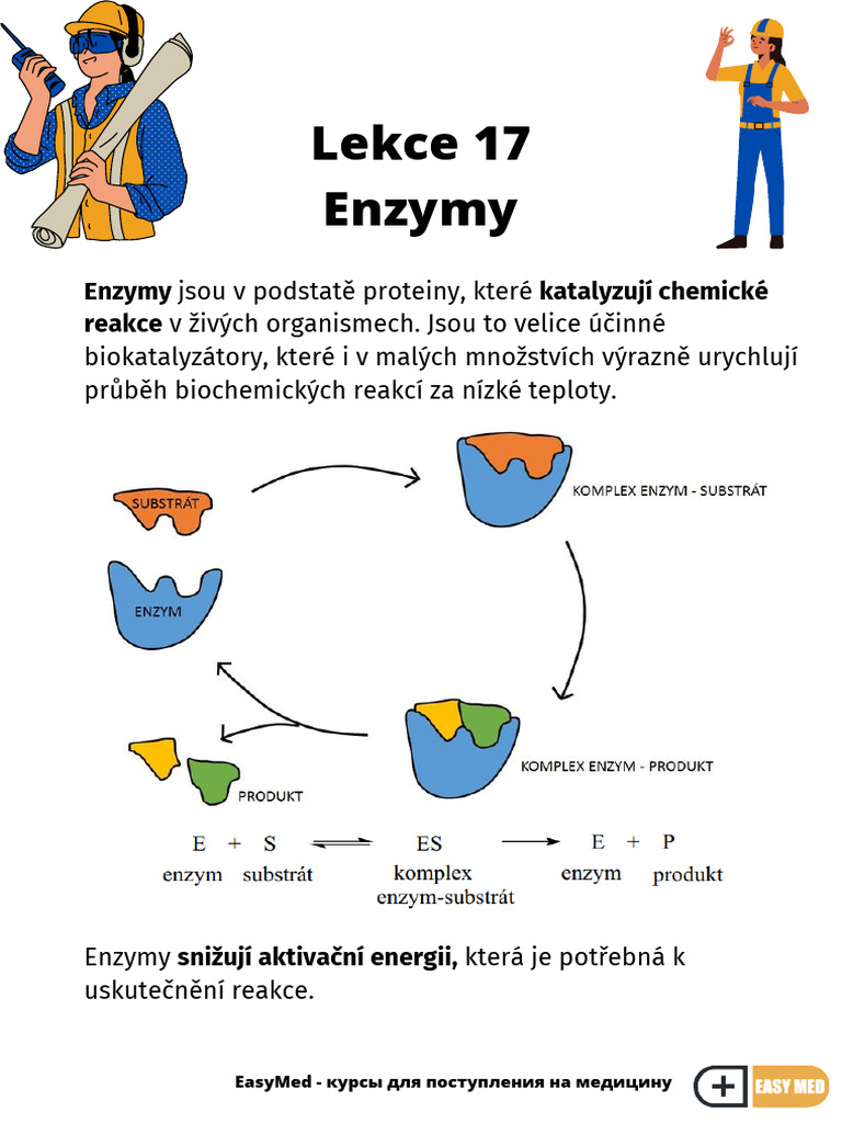 Chemie 17 - Enzymy | PDF