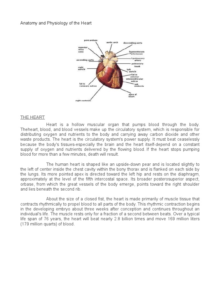 Anatomy and Physiology of The Heart | PDF | Heart Valve | Atrium (Heart)