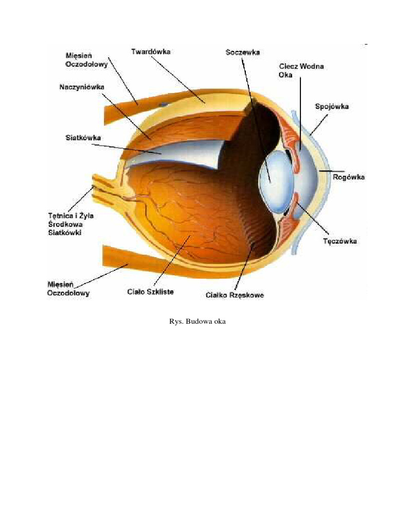 Anatomia Oka I Ucha | PDF