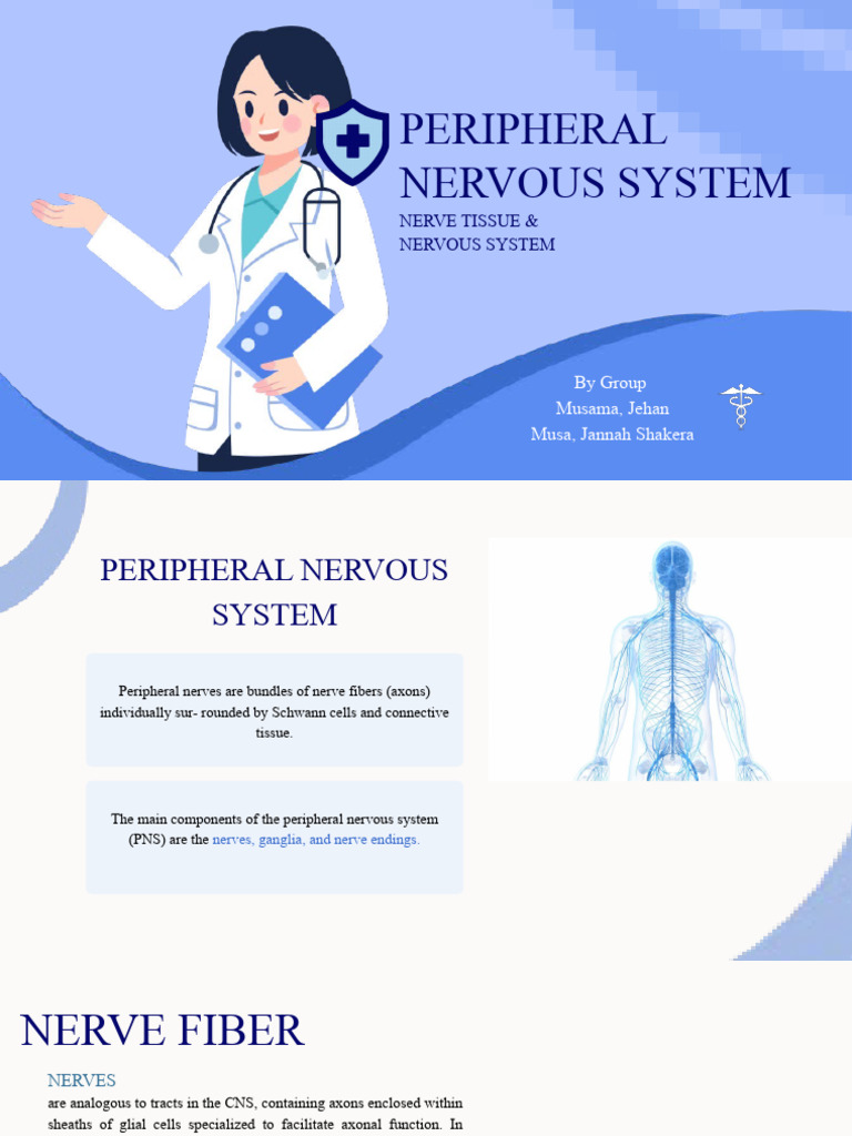 Peripheral Nervous System 1 | PDF | Nerve | Axon
