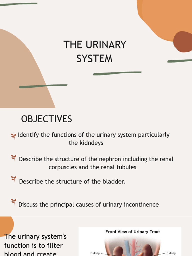 Urinary System Ppt 1 Pdf Kidney Urinary System