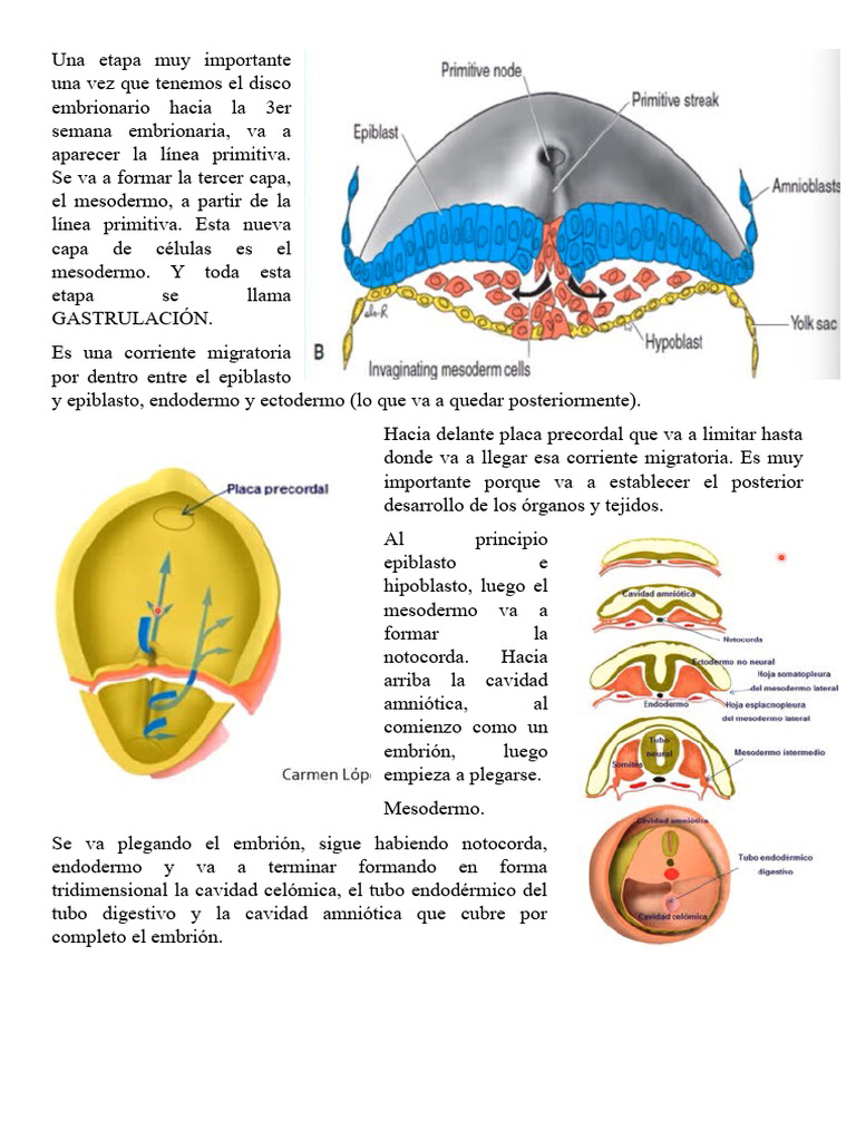 Apuntes Clase Embriología Del SNC | PDF | Anatomía | Biología del ...